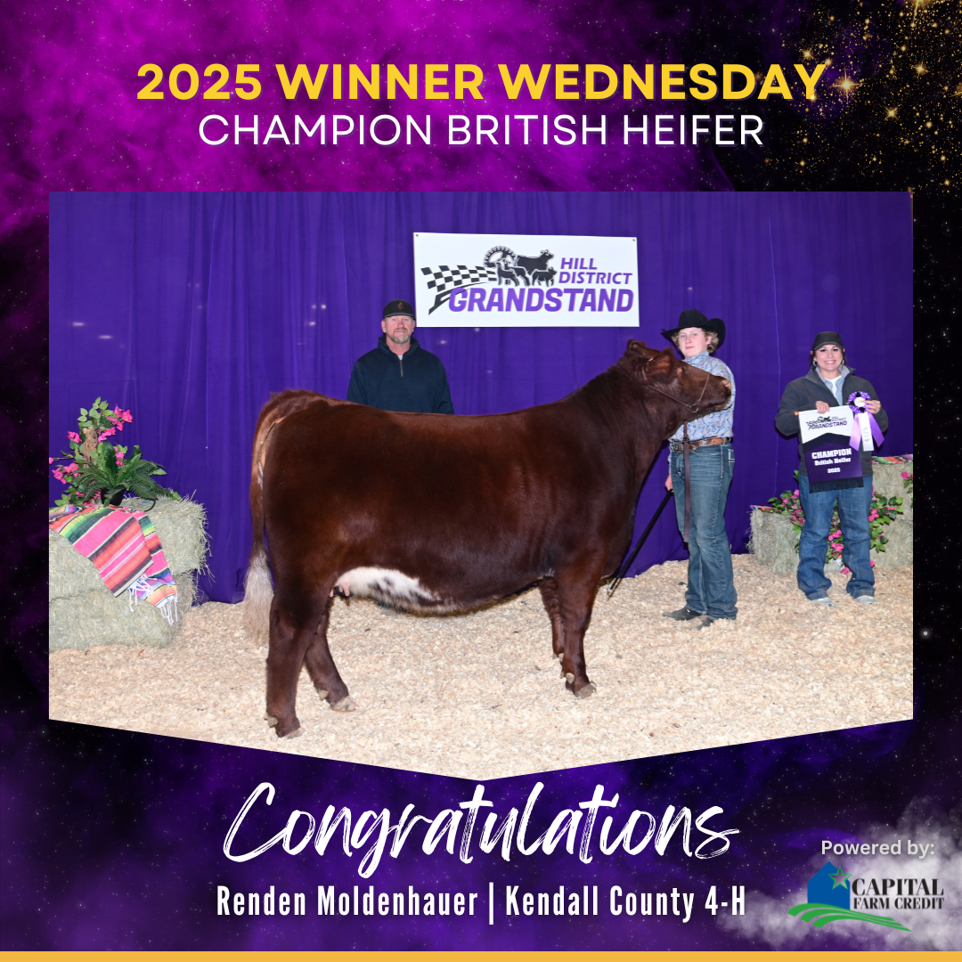 Renden Moldenhauer: 2025 Champion British Heifer - Hill District Grandstand