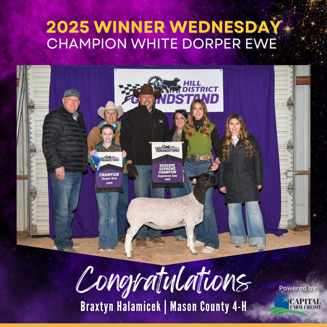 Braxtyn Halamicek: 2025 Champion White Dorper Ewe - Hill District ...